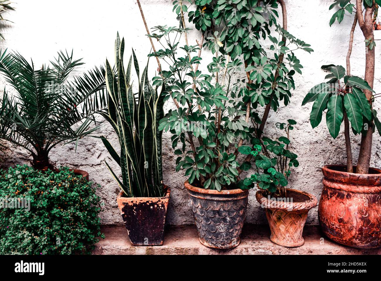 Assorted healthy green plants living in rustic pots outside on patio in ...