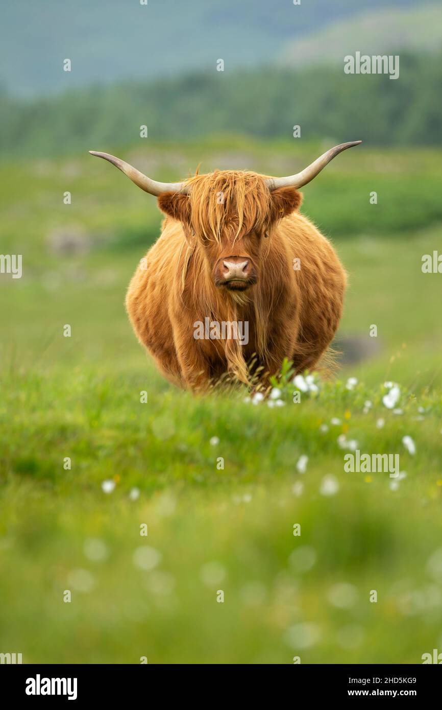Highland cow in the Scottish Highlands Stock Photo - Alamy