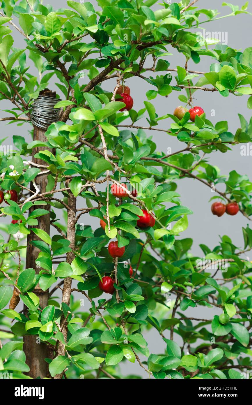 Acerola tree hi-res stock photography and images - Alamy