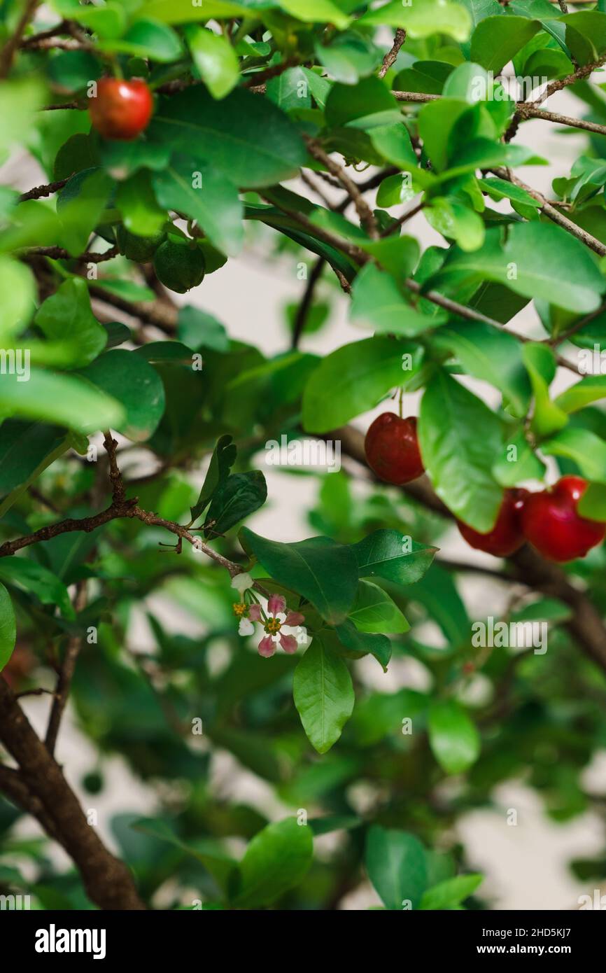 Fresh organic Acerola cherry. Thai or Acerola cherries fruit on the ...