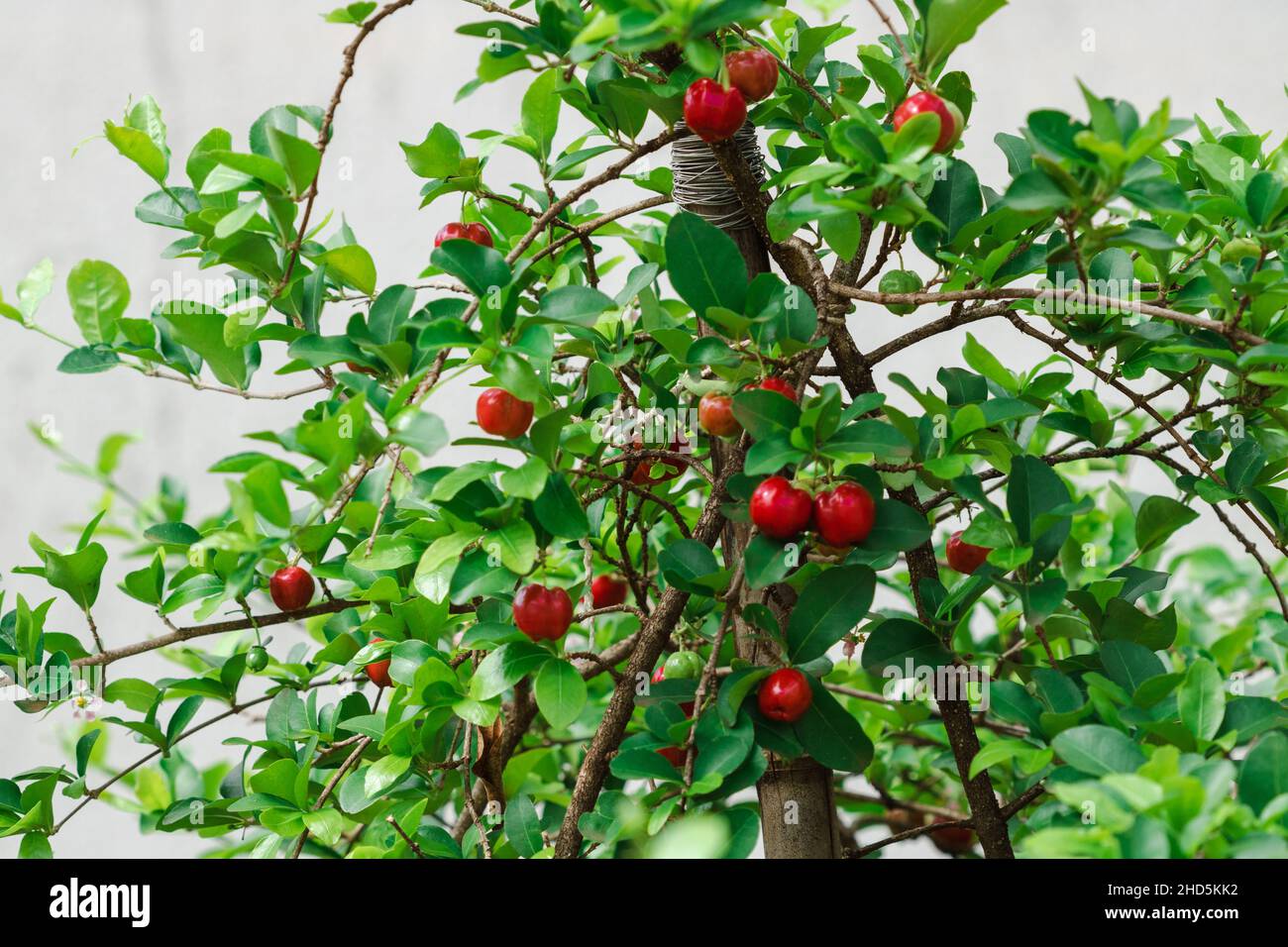 Fresh organic Acerola cherry. Thai or Acerola cherries fruit on the ...