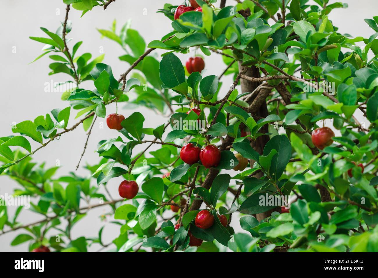 Acerola tree hi-res stock photography and images - Alamy