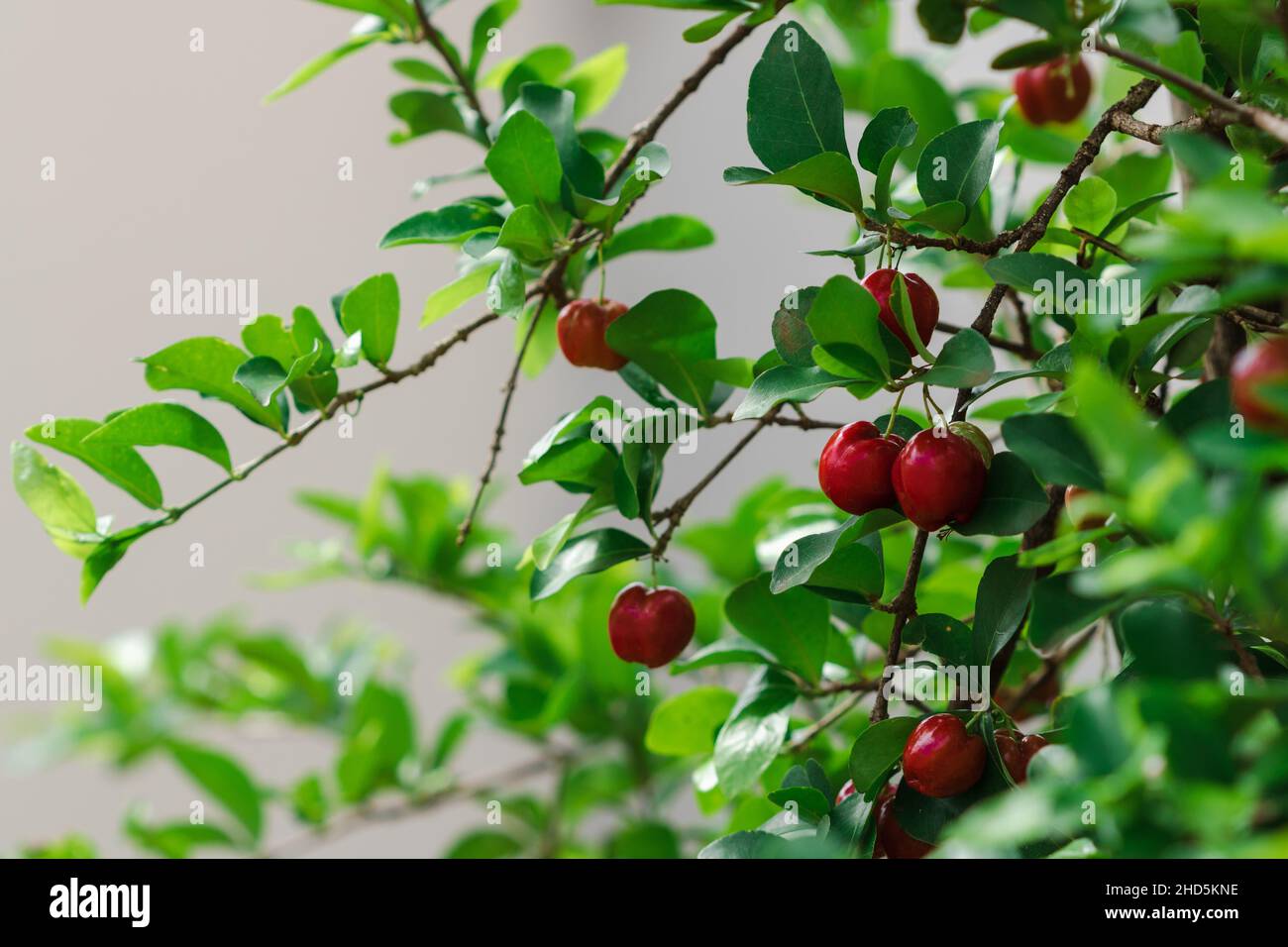Fresh organic Acerola cherry. Thai or Acerola cherries fruit on the ...