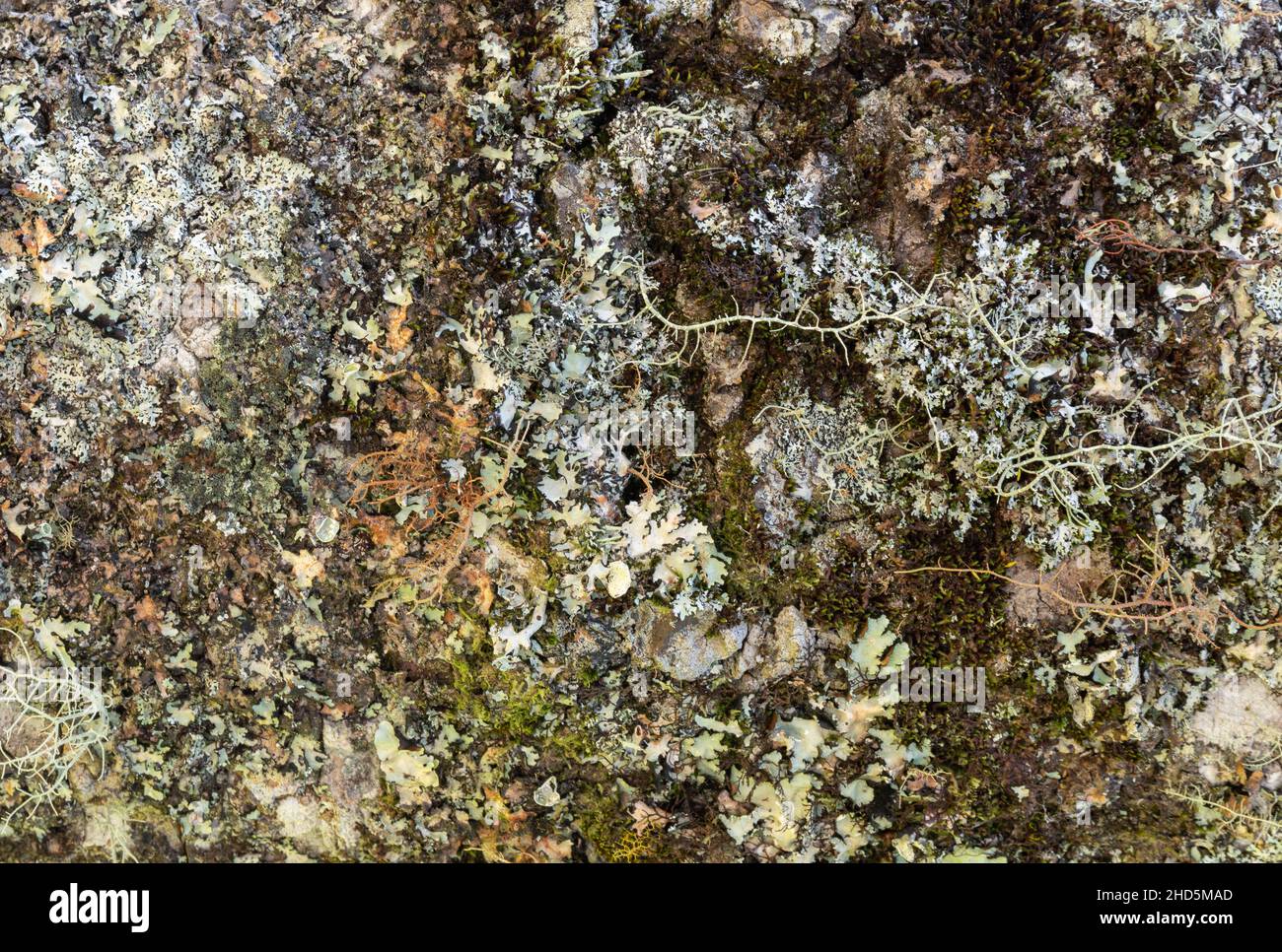 Various lichen in a tree trunk in a rainforest Stock Photo - Alamy