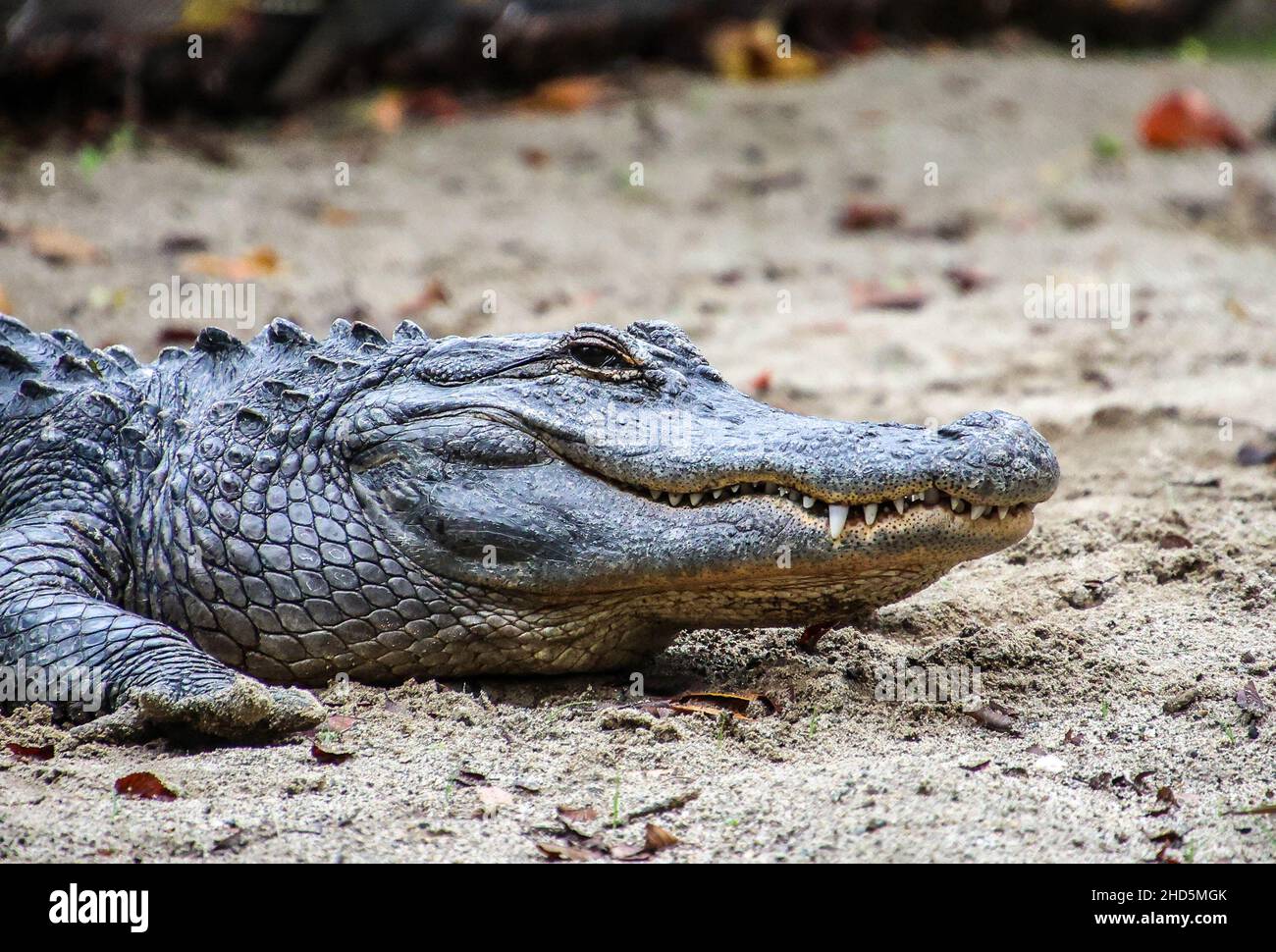 Portrait of an alligator in Sacramento Zoo Stock Photo - Alamy