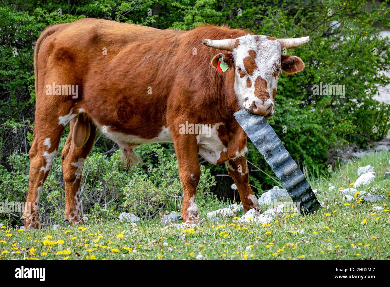 Bull (beef) eating sheet metal Stock Photo - Alamy