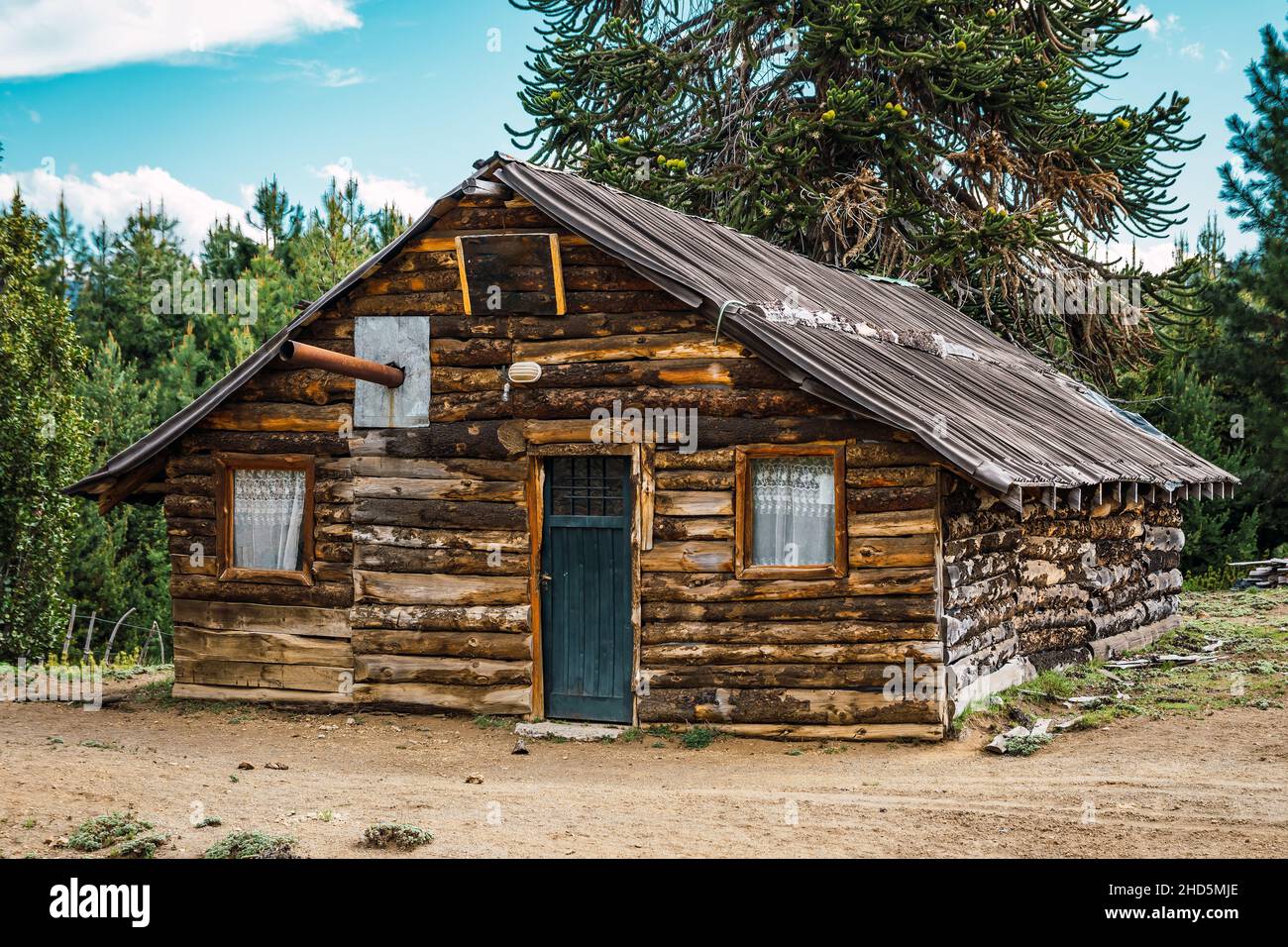 Old wooden hut of native people next to Auracauria (Pehuen Stock Photo ...