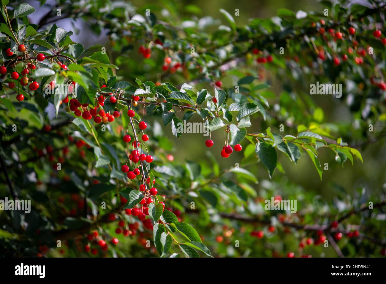 red fruit on a tree Stock Photo - Alamy