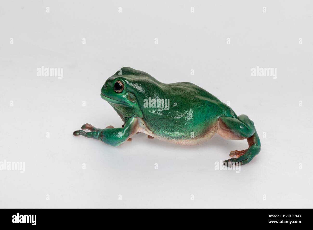 Australian Green Tree Frog on white background Stock Photo - Alamy