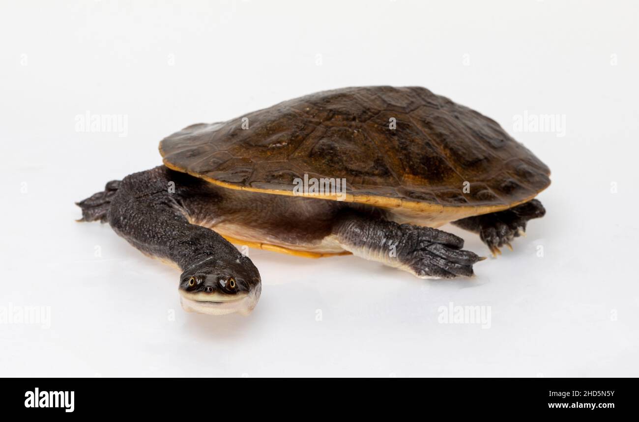 Broad Shell Long Necked Turtle on white background Stock Photo - Alamy