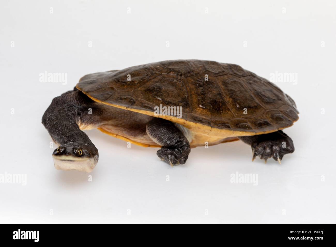 Long neck turtle hi-res stock photography and images - Alamy