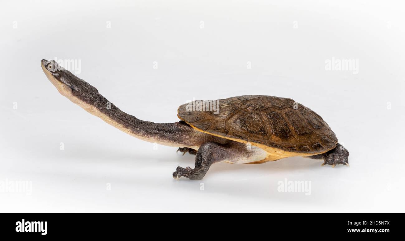 Long neck turtle hi-res stock photography and images - Alamy