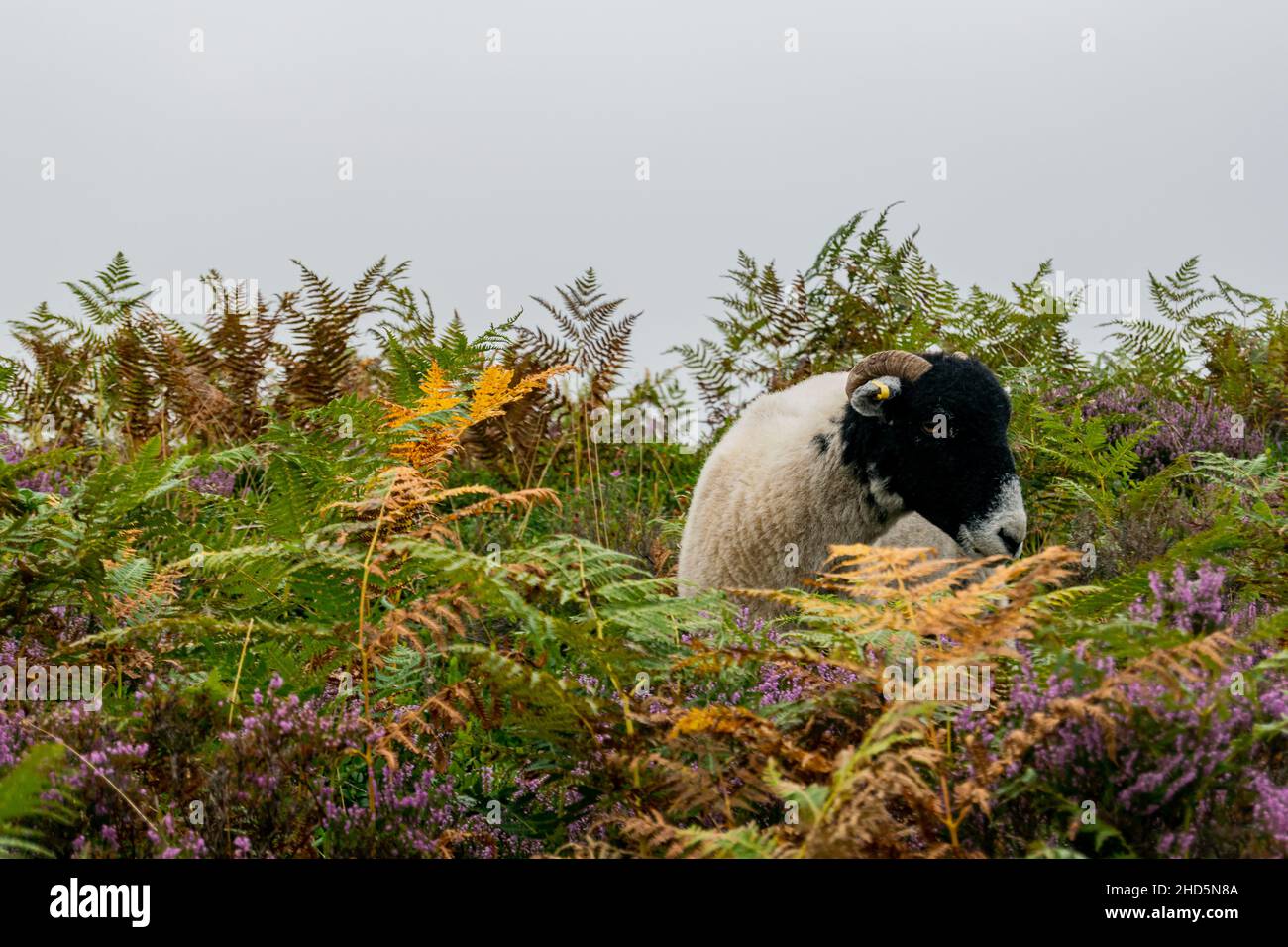 Sheep grazing in ferns of Peak District hills. Black and white sheep ...