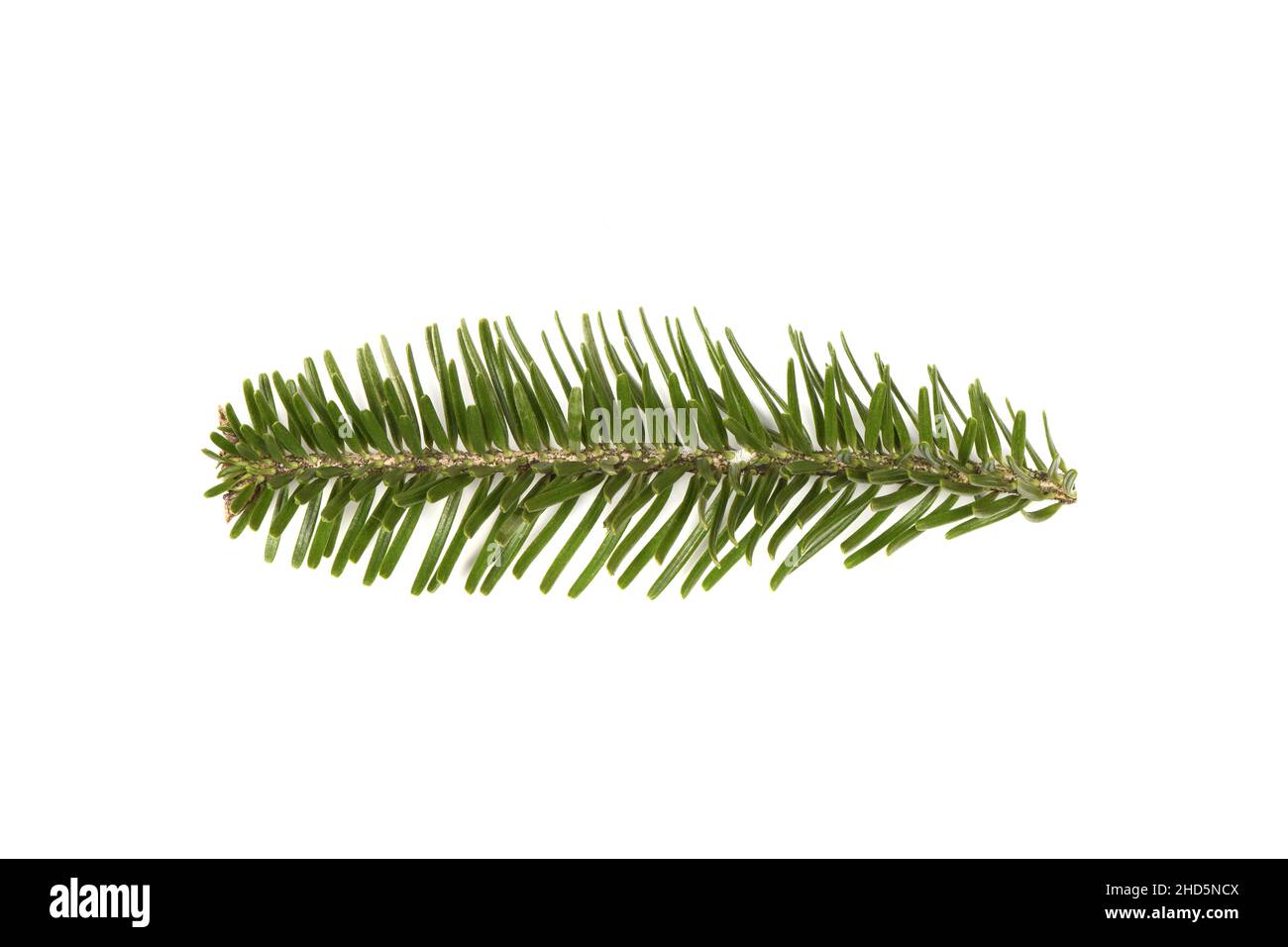 Spruce branch isolated on white background. High resolution photo. Full ...