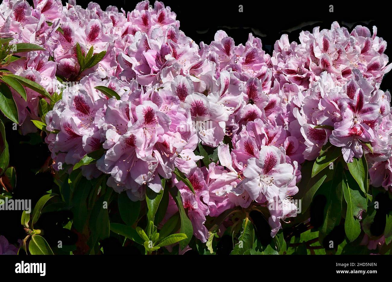 Azalea leaves hi-res stock photography and images - Alamy