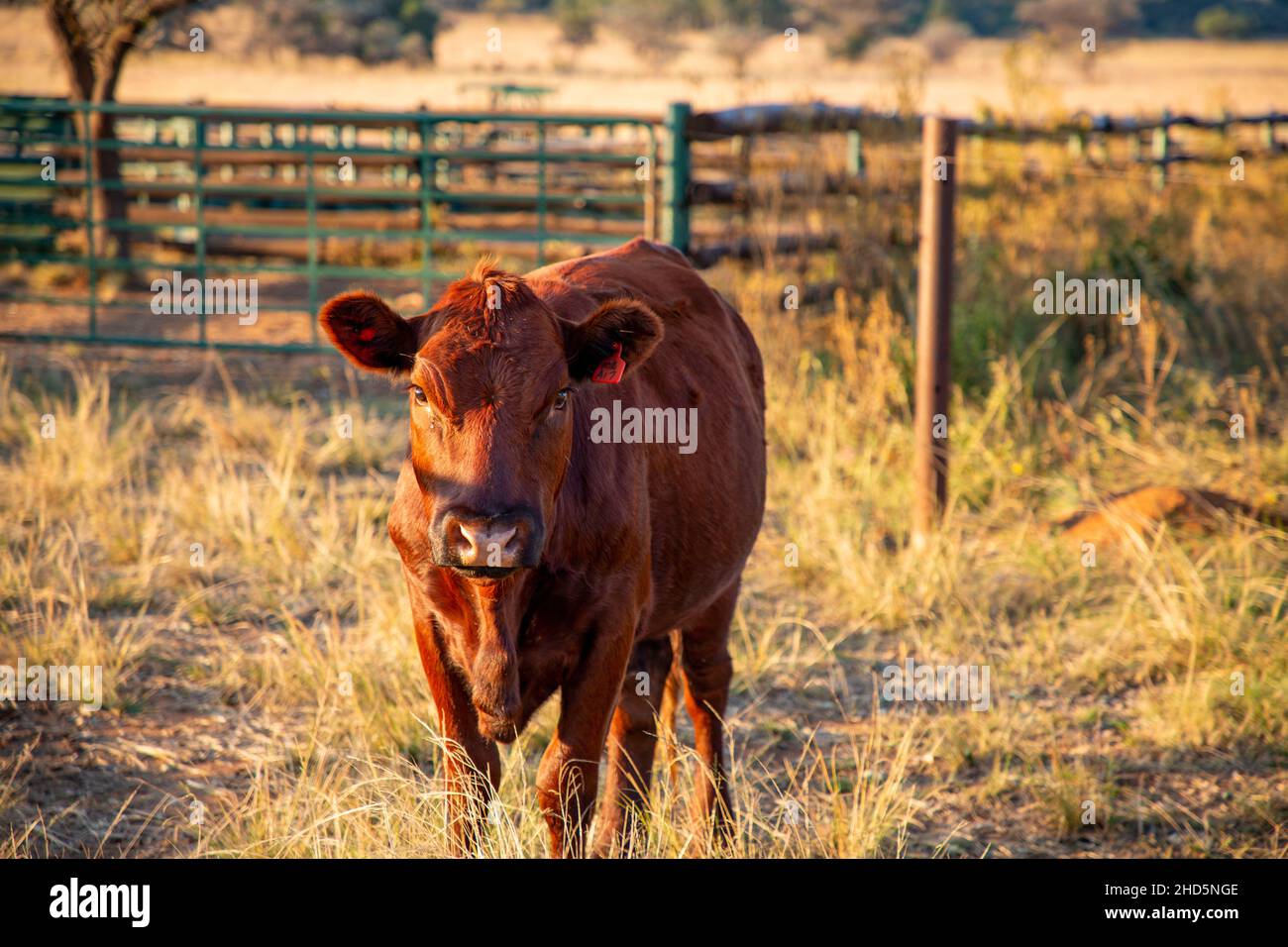 A Red cow standing on top of a dry grass field in South Africa National ...