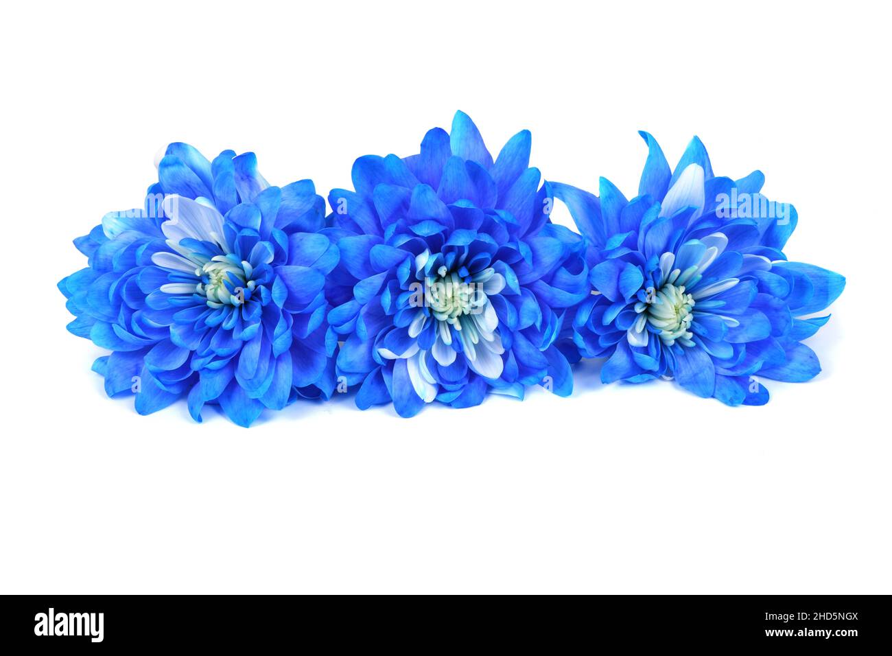 Blue chrysanthemum flower (Chrysanthemum indicum) isolated on white ...