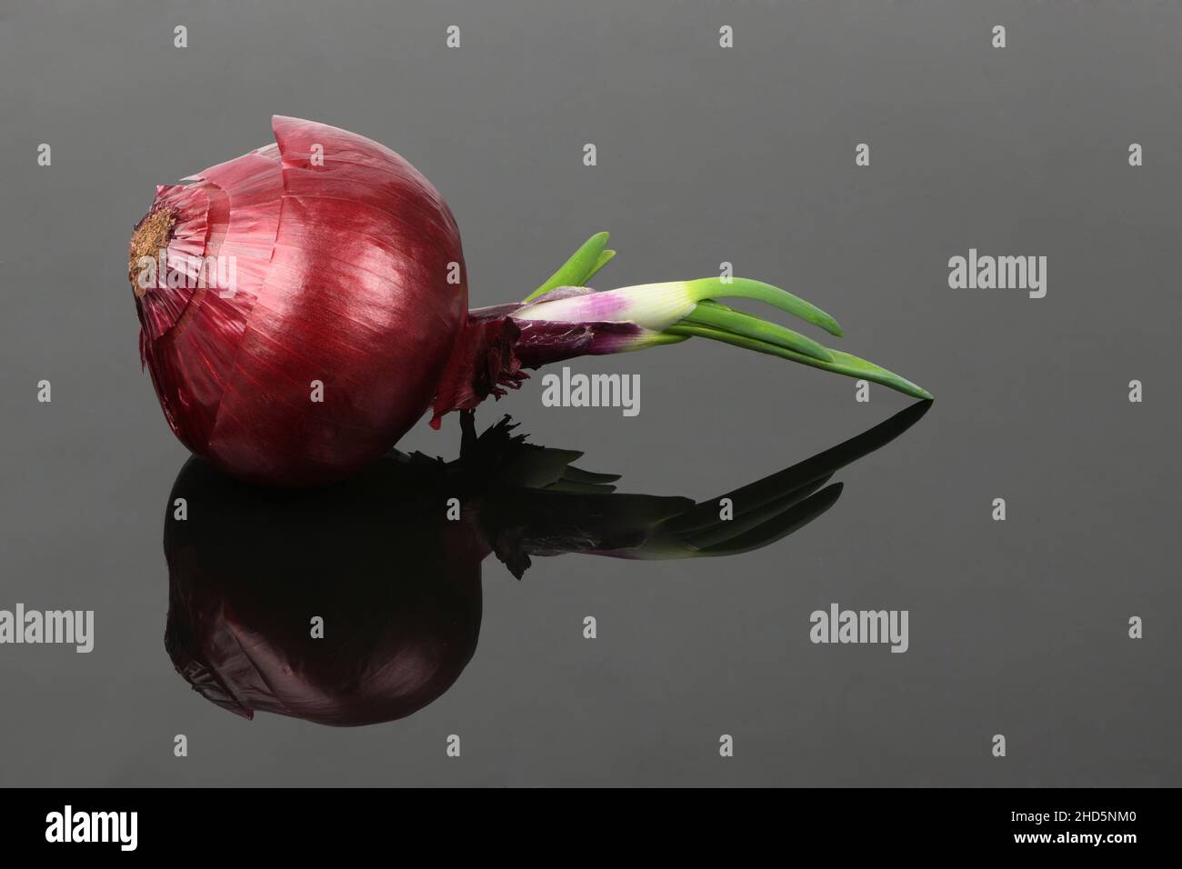 Spring onionon on black acrylic background. Sprouted red onion. High ...