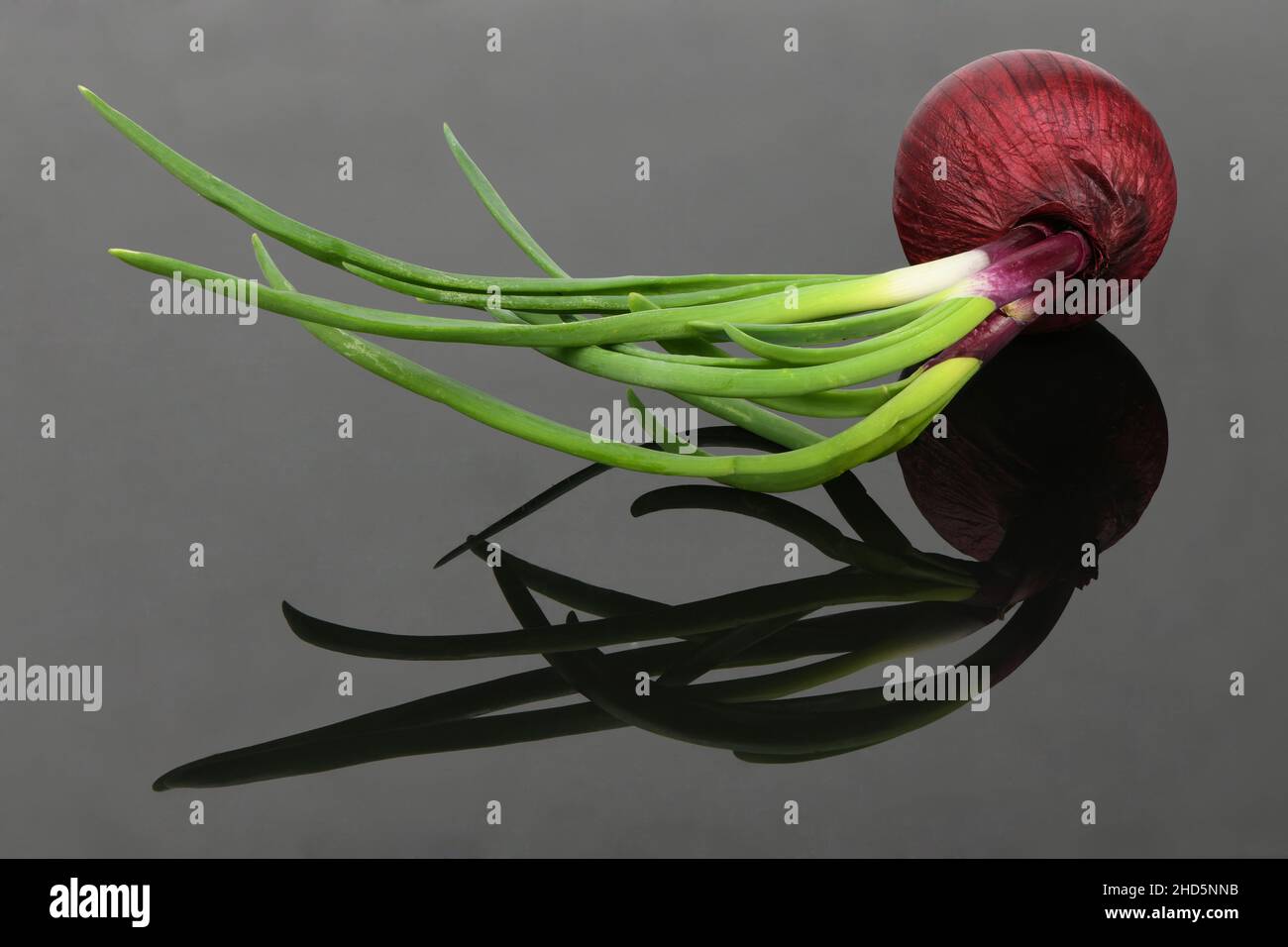 Spring onionon on black acrylic background. Sprouted red onion. High ...