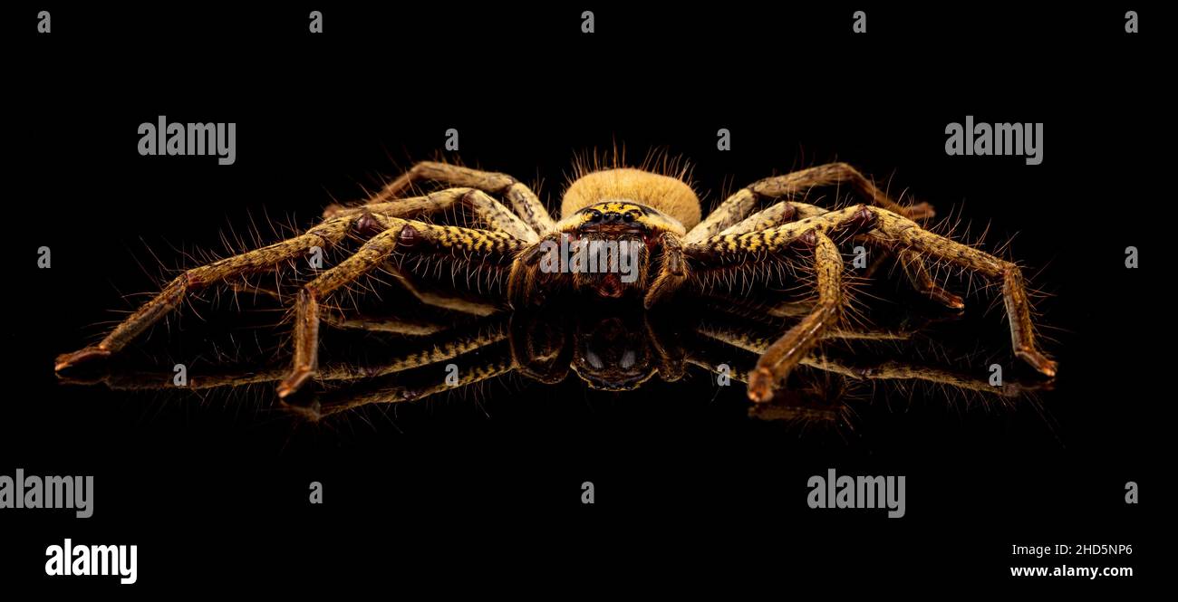Golden Huntsman Spider Stock Photo - Alamy