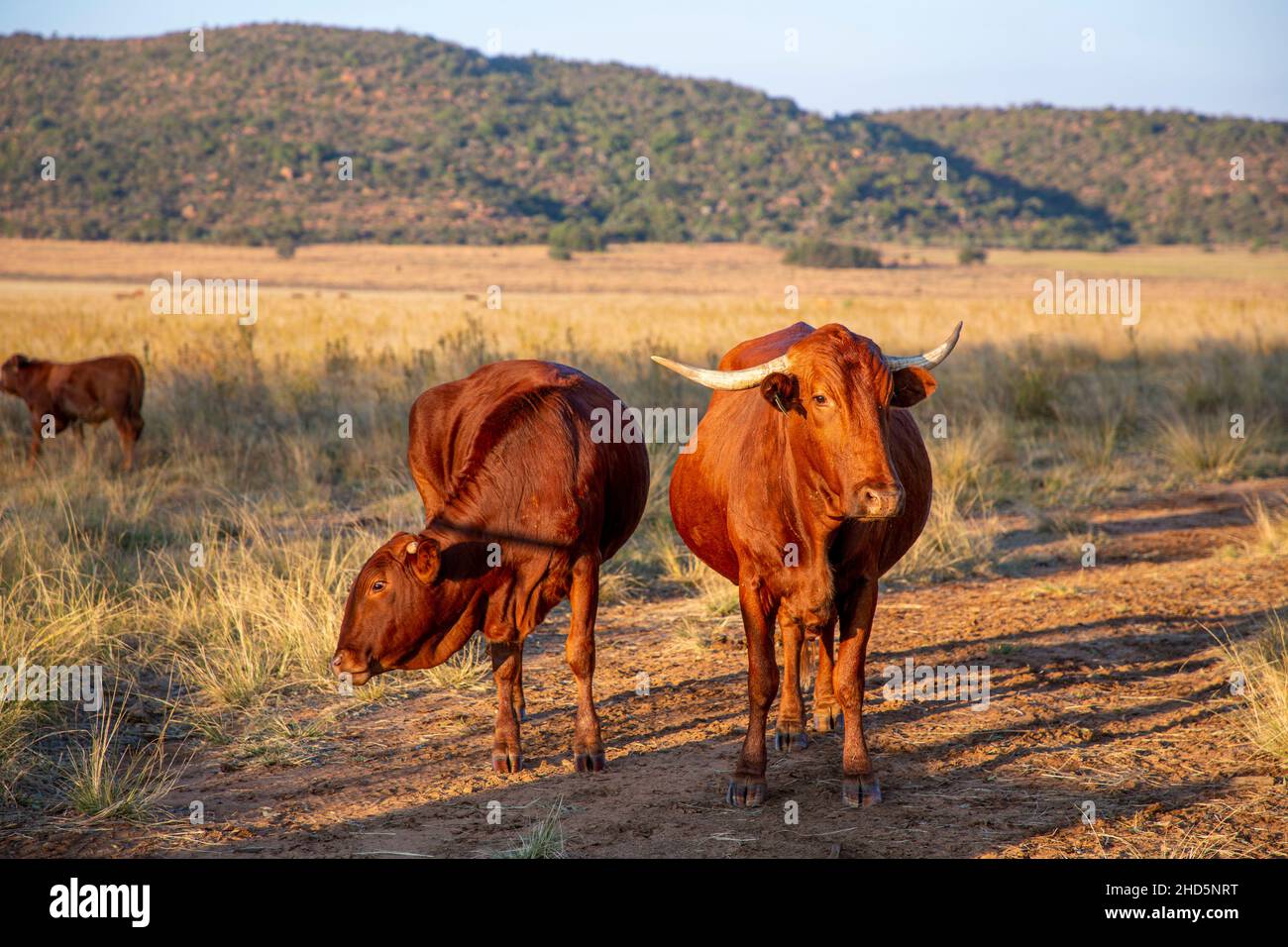Two red cows standing on top of a dry grass field in South Africa Stock ...