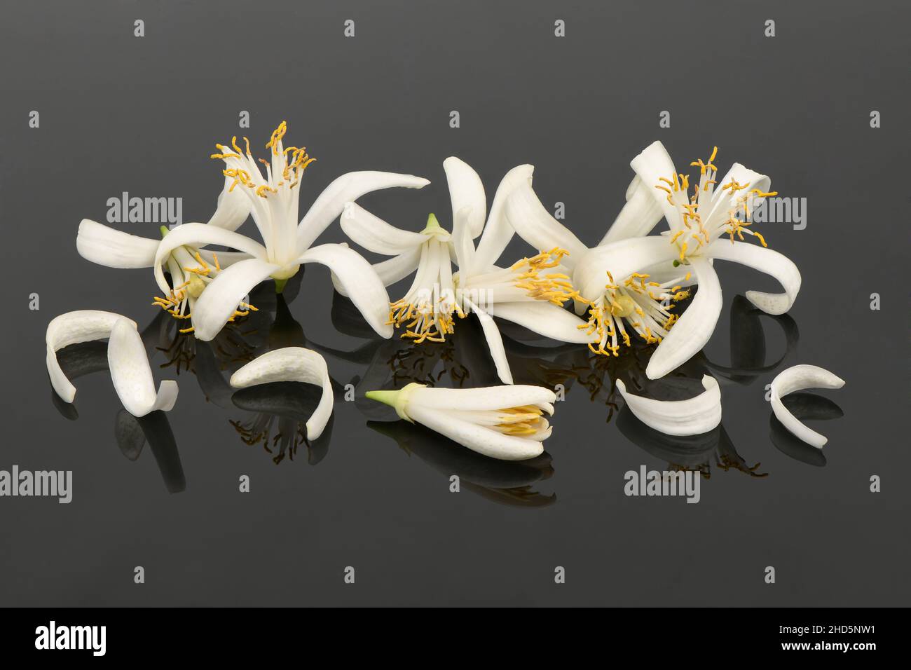 Fresh lemon flover isolated on black acrylic background. High ...