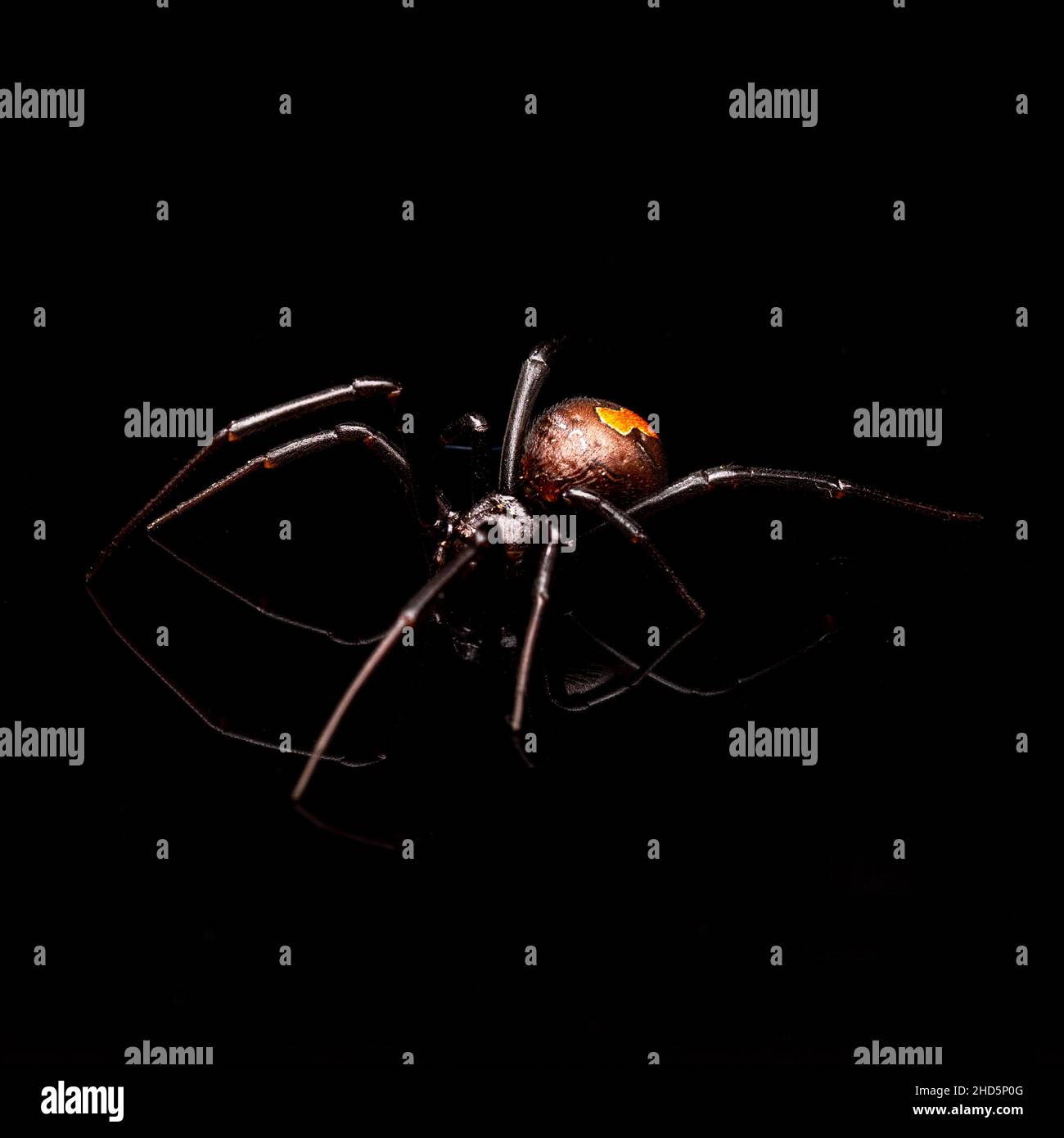 Red Back Spider on black background Stock Photo - Alamy