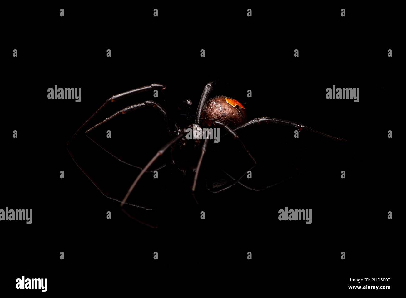 Red Back Spider on black background Stock Photo - Alamy