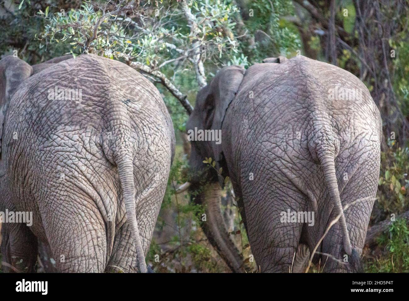 African elephant behind tree hi-res stock photography and images - Alamy
