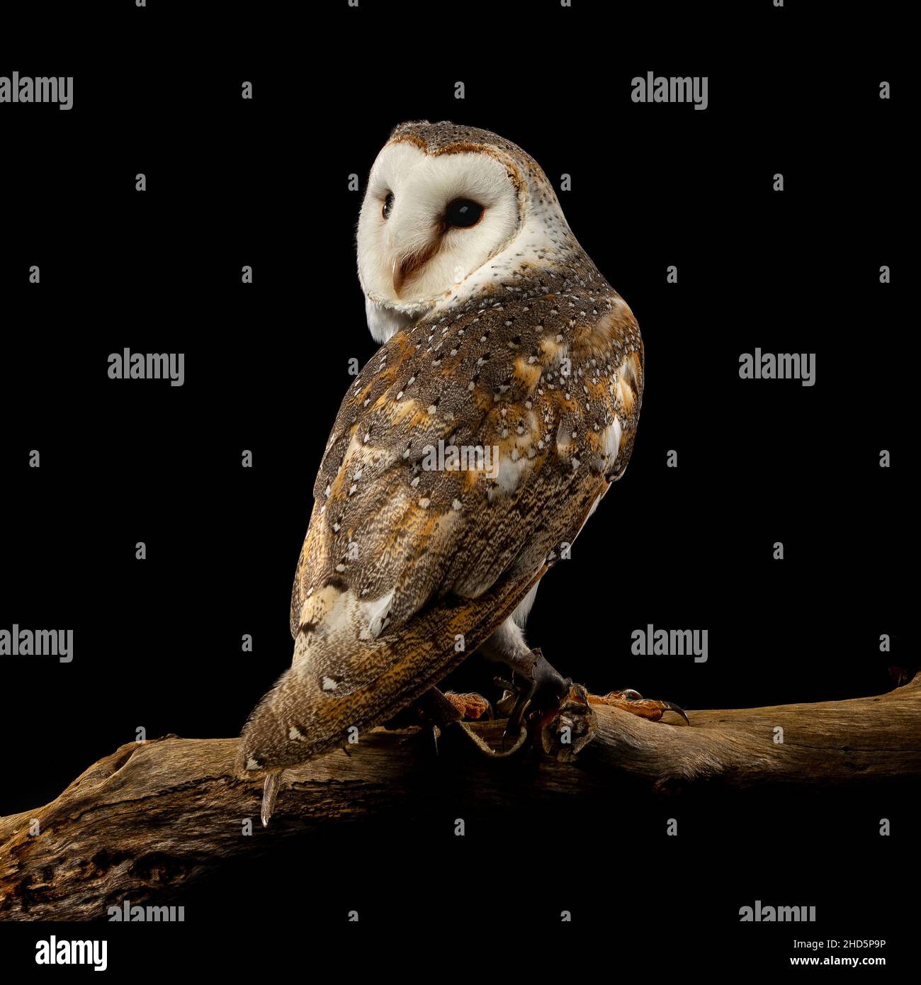 Barn Owl sitting on a branch with black background Stock Photo - Alamy