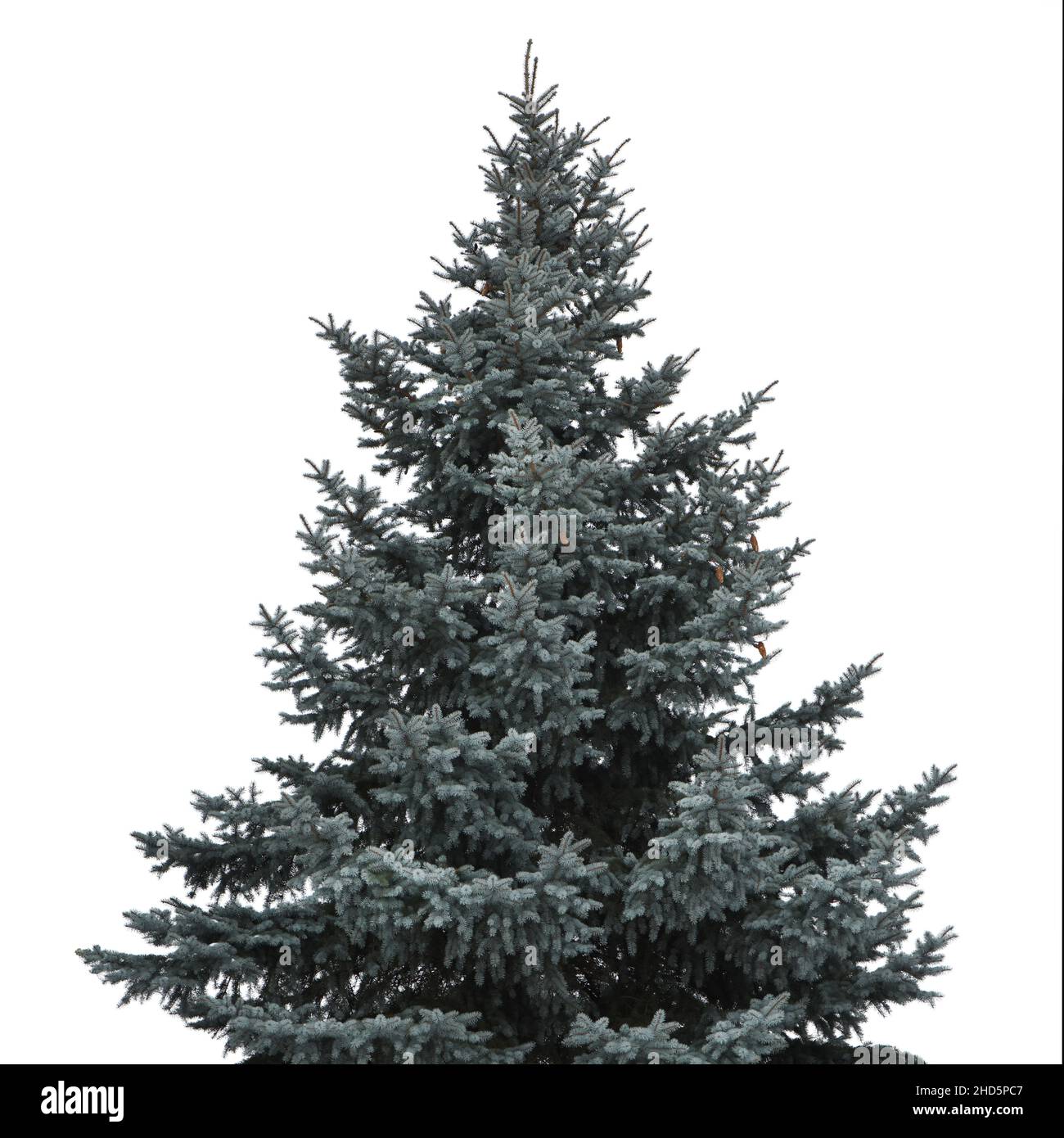 Blue spruce, isolated on white background. High resolution photo Stock Photo - Alamy