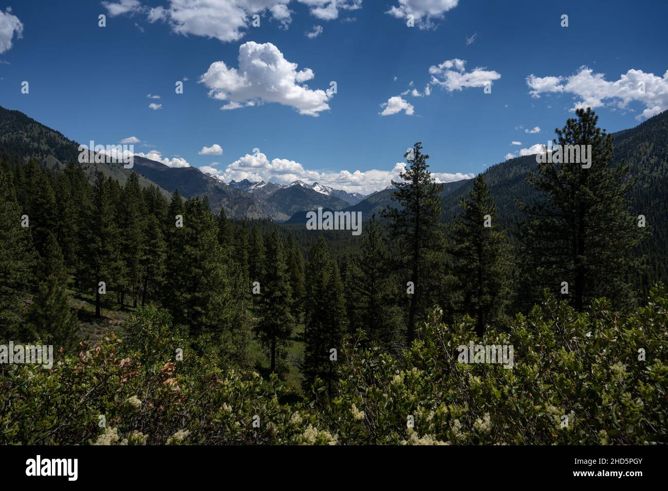 Ponderosa Pines and mountains in Boise National Forest Stock Photo - Alamy