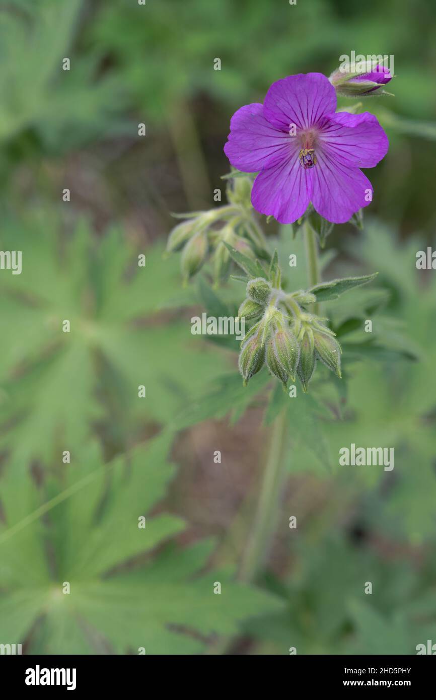 Purple sticky geranium, Geranium viscosissimum, blooming wildflower ...