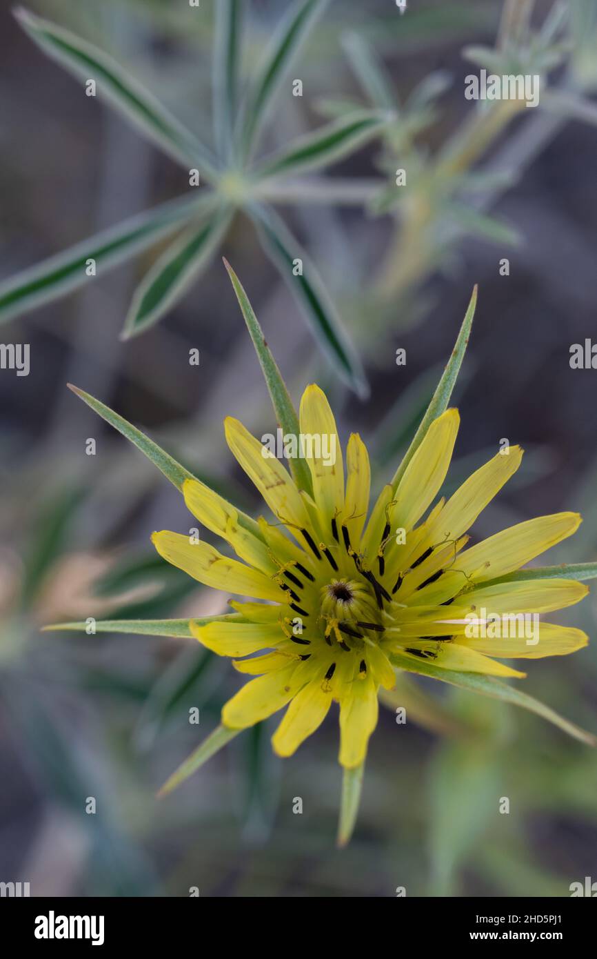 Yellow goatsbeard, Tragopogon dubius, wildflower blooming Stock Photo ...