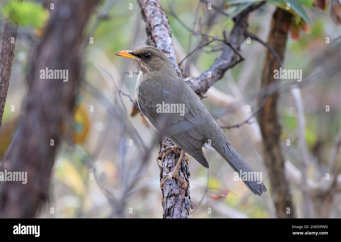 aves do Cerrado brasileiro Stock Photo - Alamy