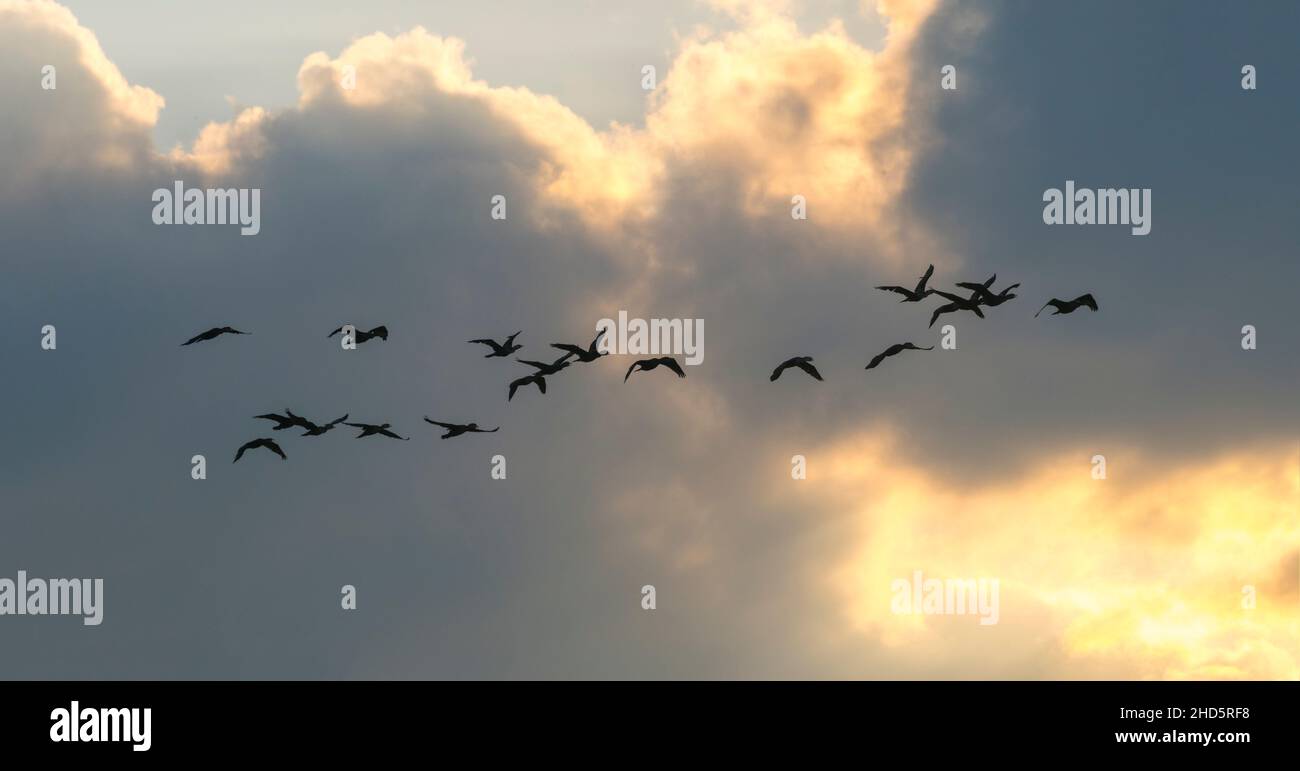 A flock of Cormorant birds flying against late afternoon sky at Merritt ...