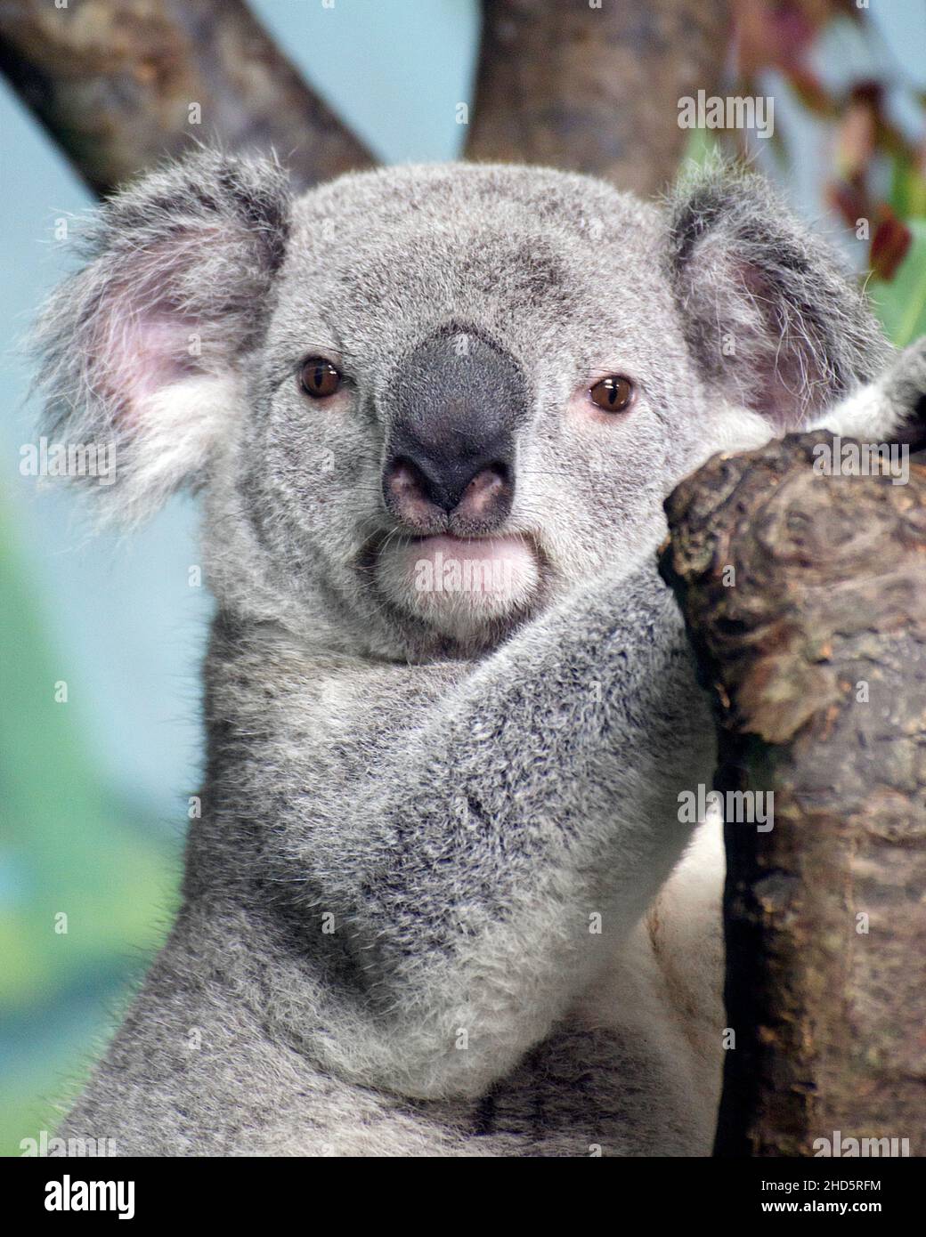 Koala Bear portrait Stock Photo - Alamy
