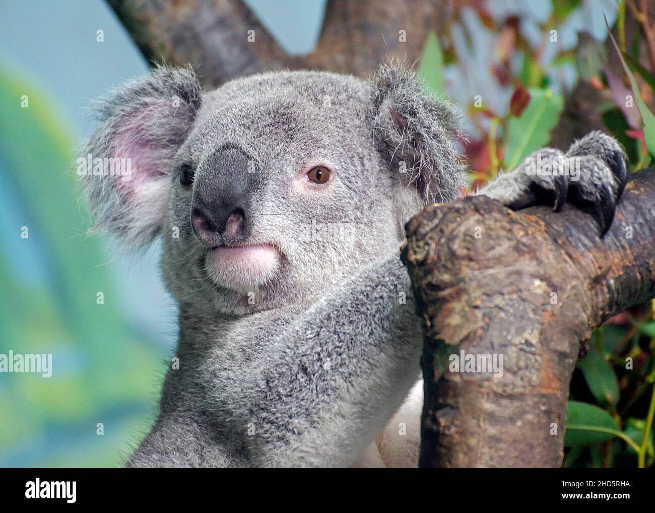Close up portrait of a Koala Bear with it's head turned to the side ...