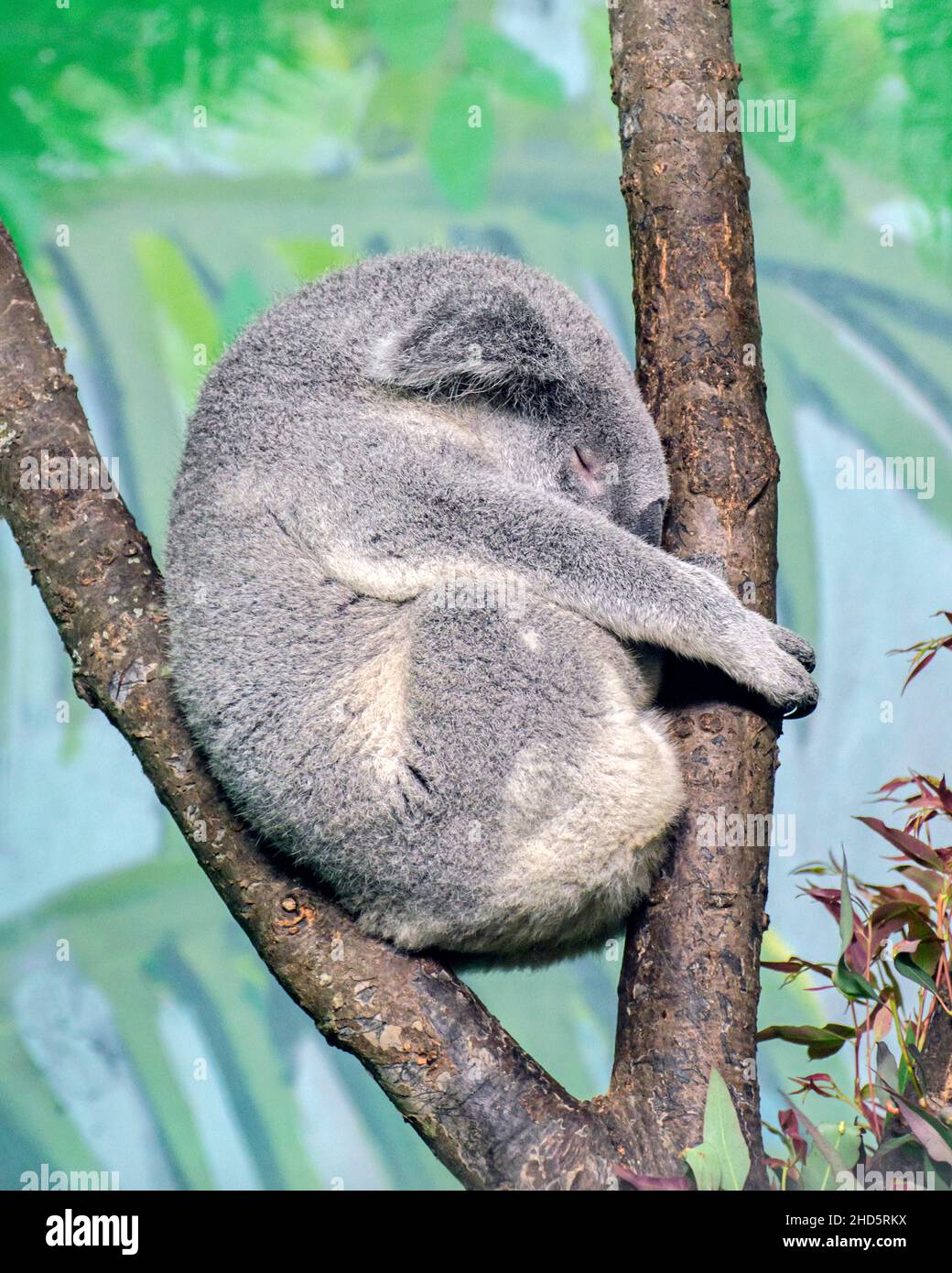 Profile of a Koala Bear sleeping in a tree Stock Photo - Alamy