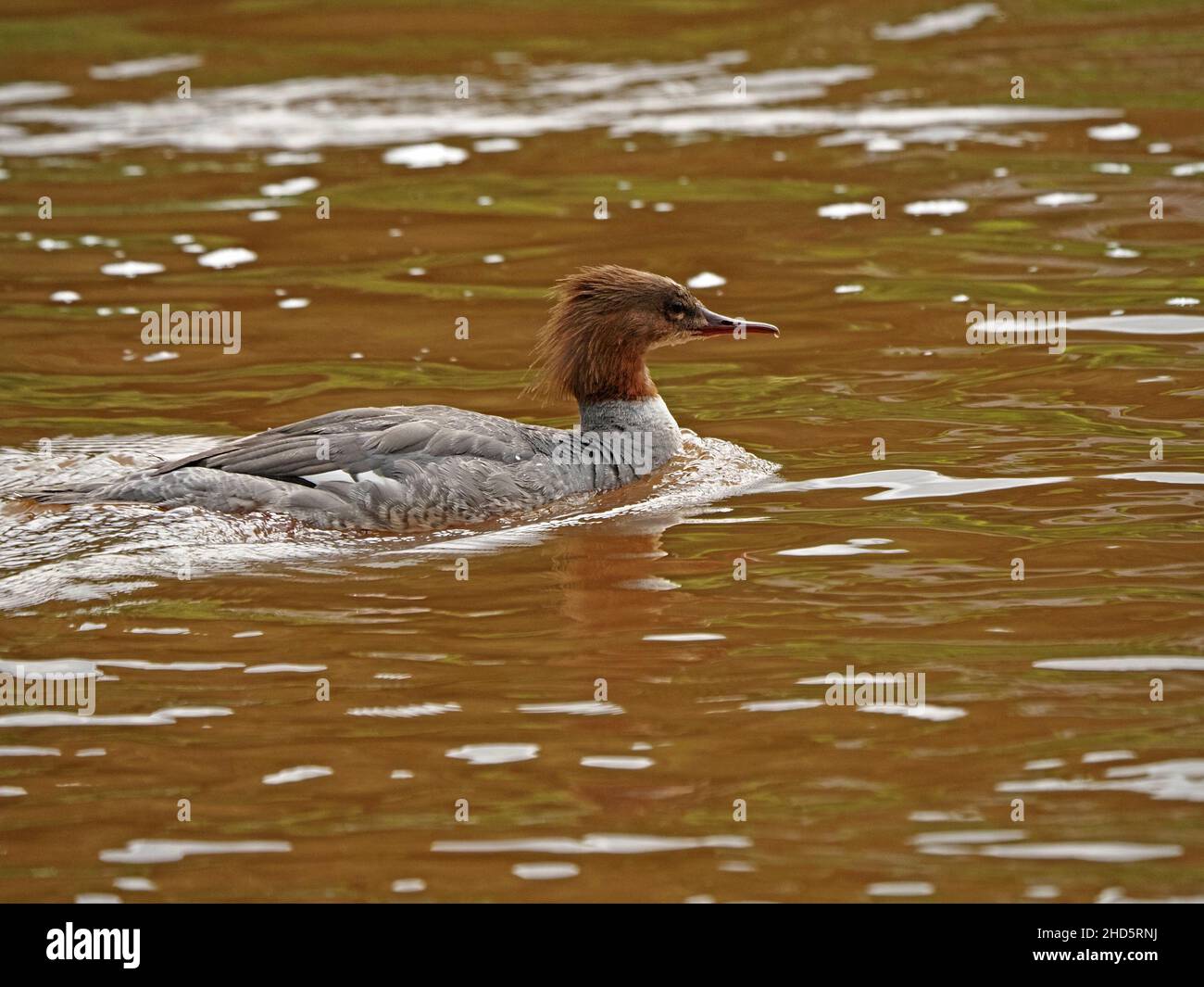 female Goosander duck (Mergus merganser) aka Common Merganser swimming ...