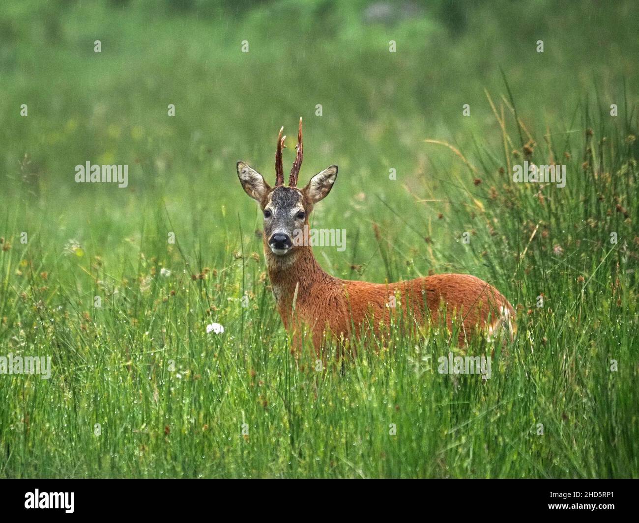 lone wet buck Roe Deer (Capreolus capreolus) with mature 3 point ...