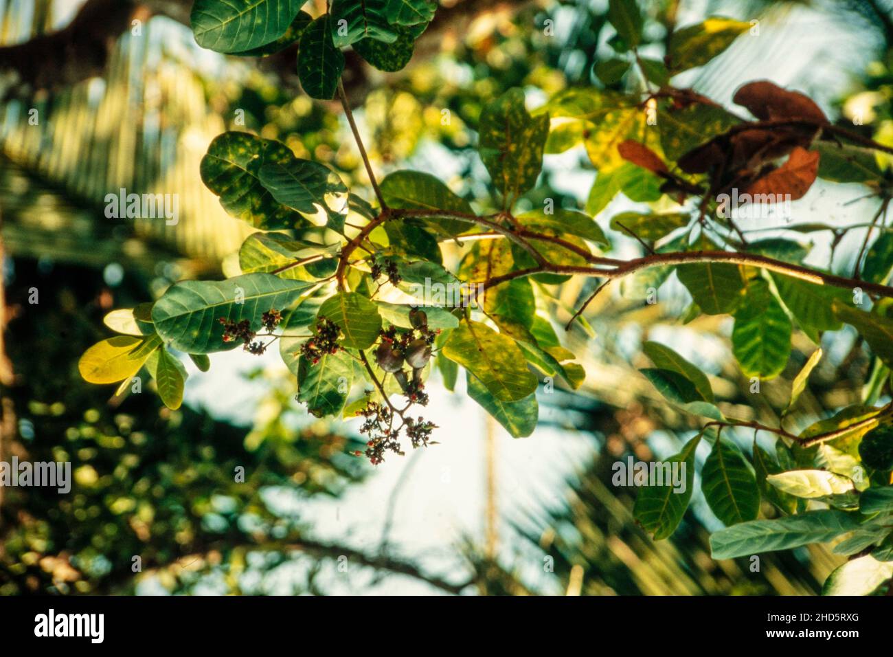 Cashew edible nut ( Anacardium occidentale) and foliage in close-up ...