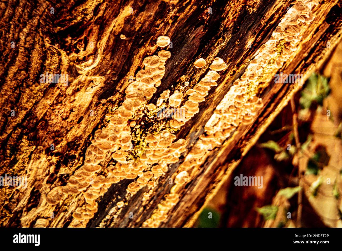 Chaotic natural patterns and textures formed as trees age and ...