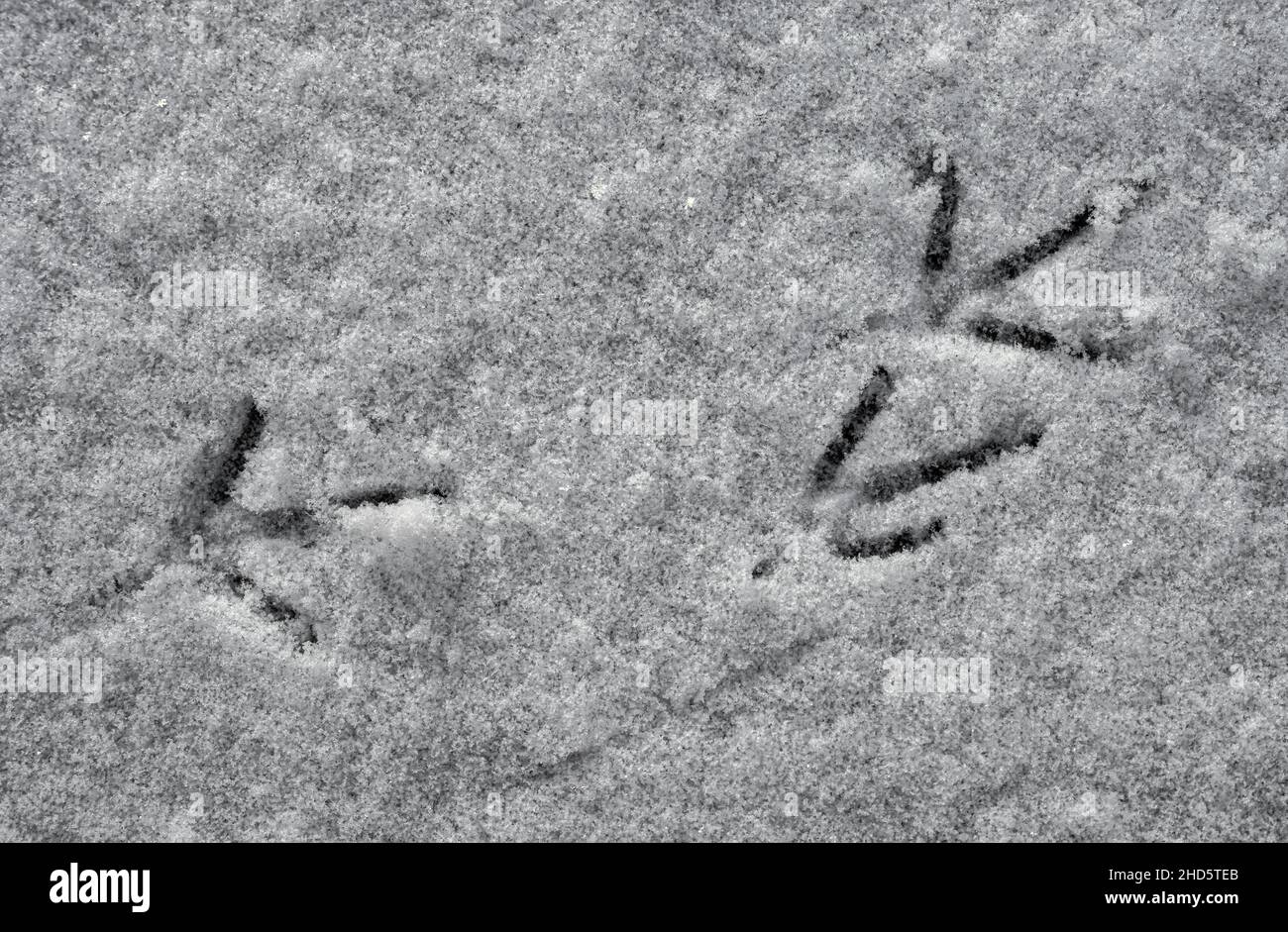 Avian tracks hi-res stock photography and images - Alamy