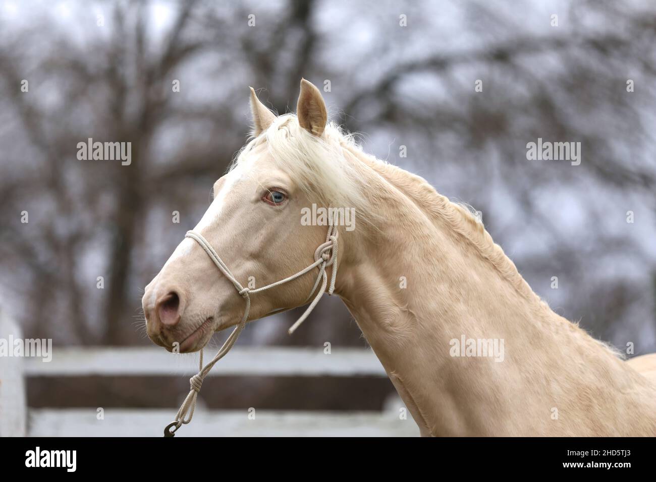 Portrait close up of a beautiful cremello stallion in against white ...