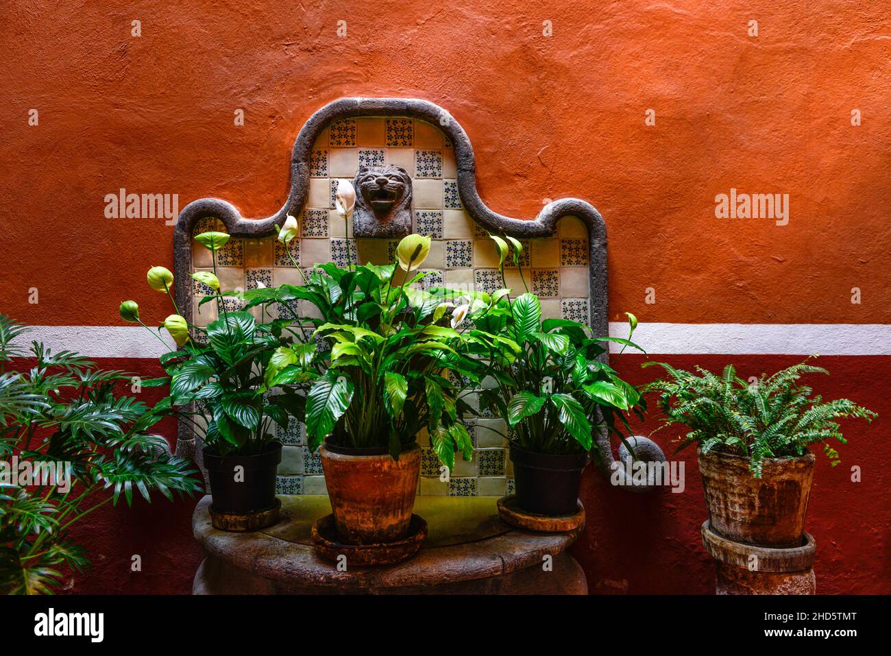 Potted ferns hi-res stock photography and images - Alamy