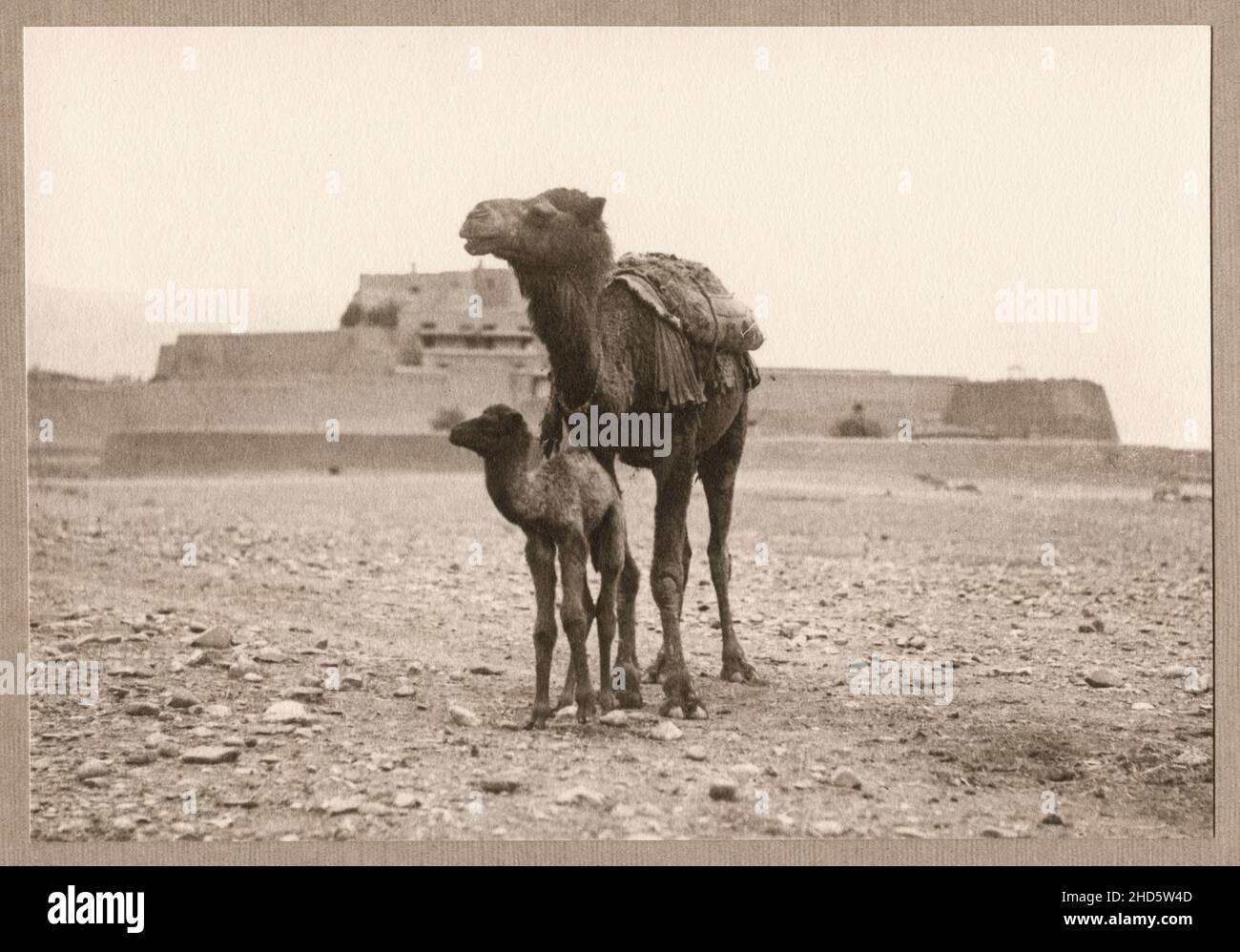Vintage early 20th century travel photograph: c.1910 India - camel ...