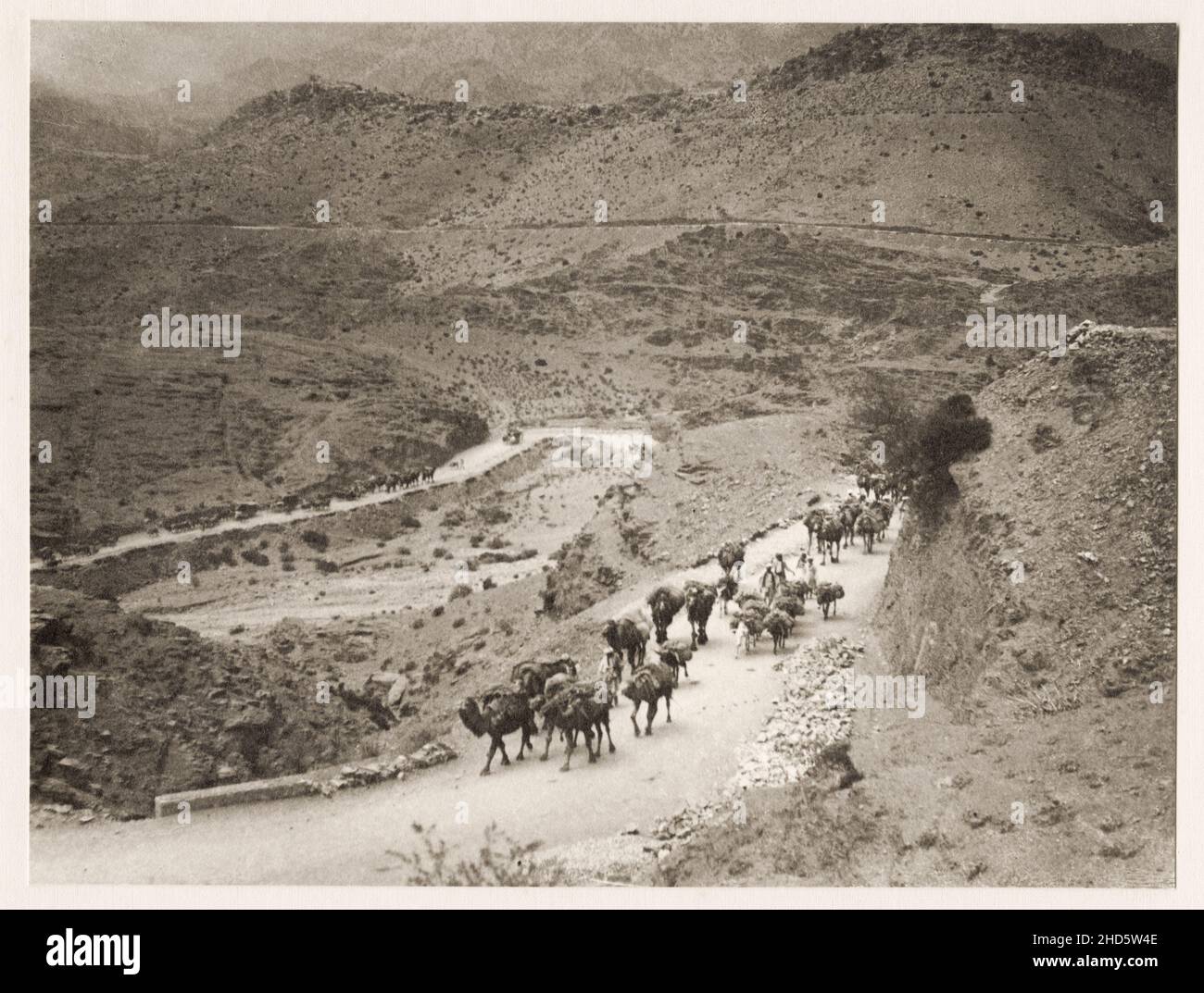 Vintage early 20th century travel photograph: c.1910 India - camal ...