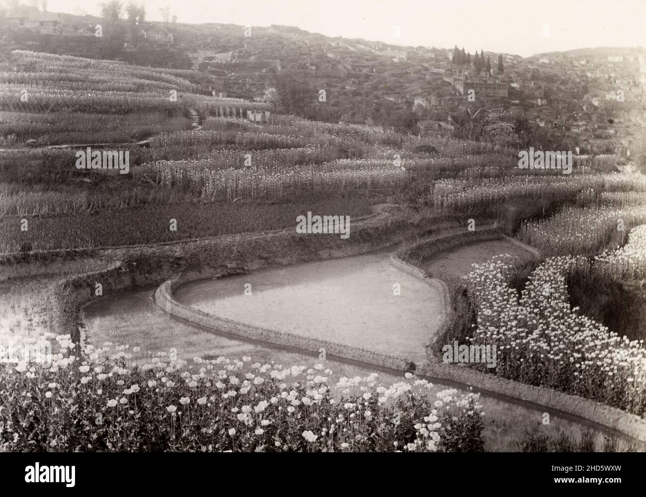 Vintage 19th century photograph: Opium poppy fields Chungking ...