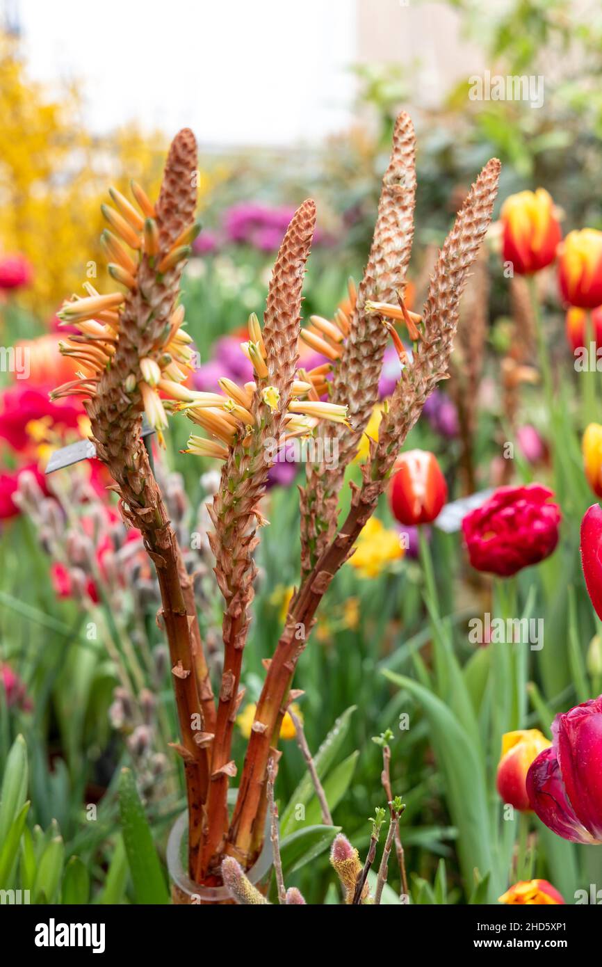 Aloe vera flower blooming in spring Stock Photo - Alamy